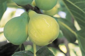 GreekFigs – greekfigs.gr